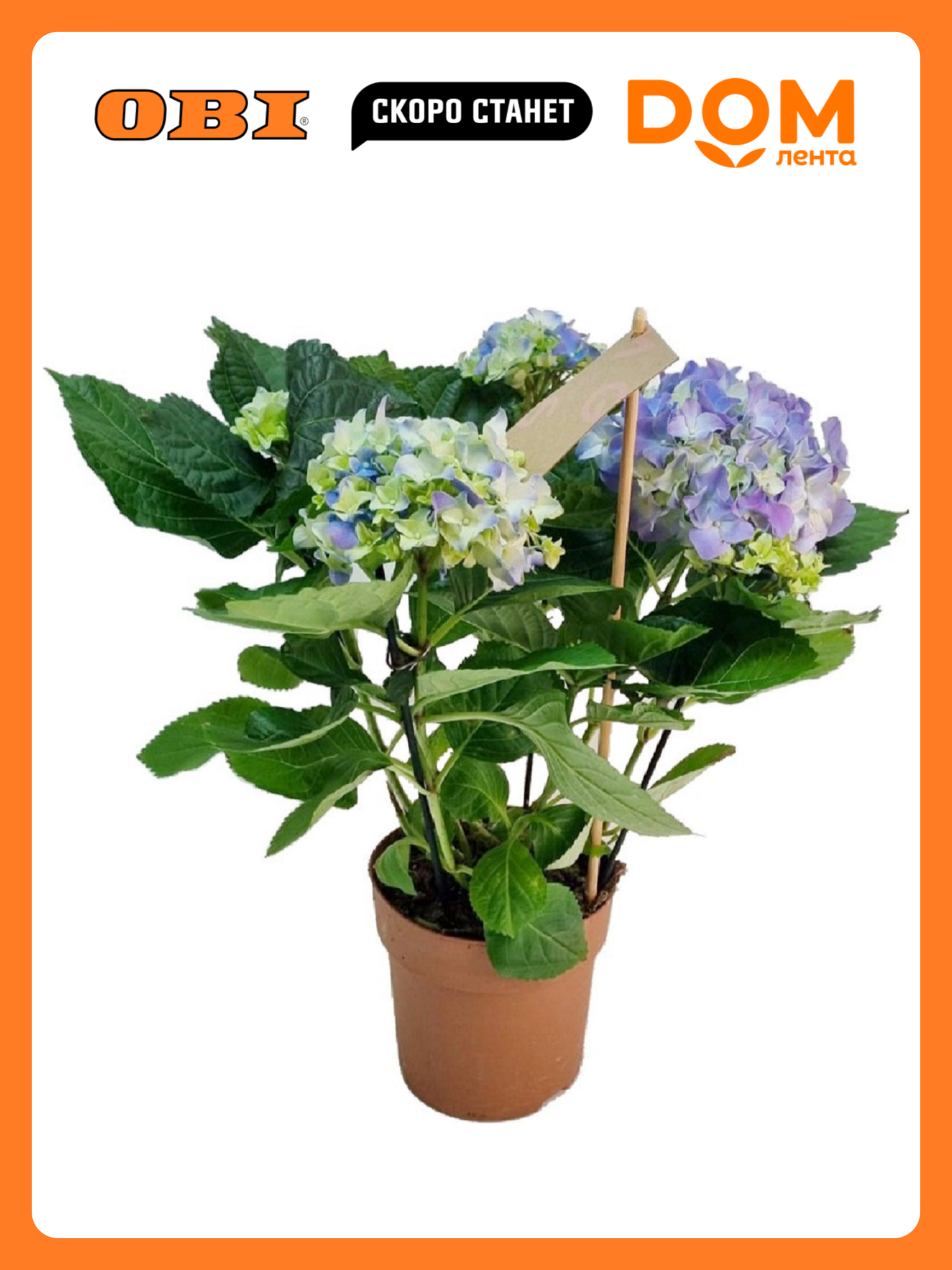 Растение FLORA GROUP Гидрангея Макрофила, декоративно-цветущее, высота 40 см, диаметр горшка 15 см