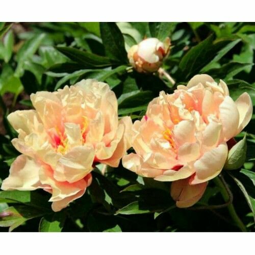 Пион Канари Бриллиантс 1шт