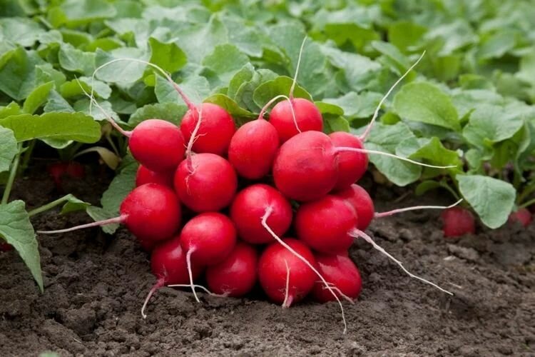 Коллекционные семена редиса Мидуэй