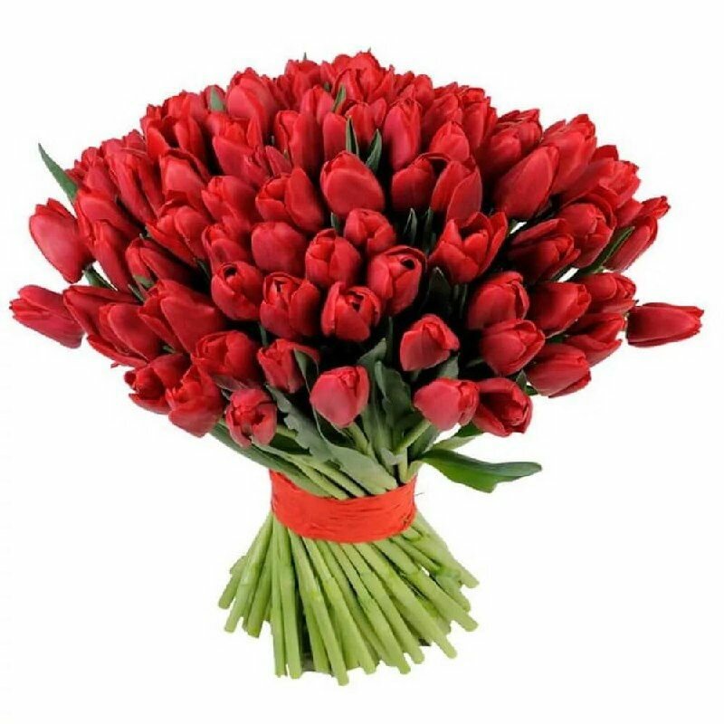 Тюльпаны красные, 101 шт