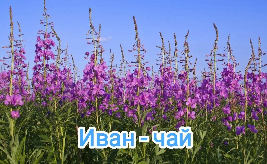 Иван - чай. Подсушенная трава в пучке.