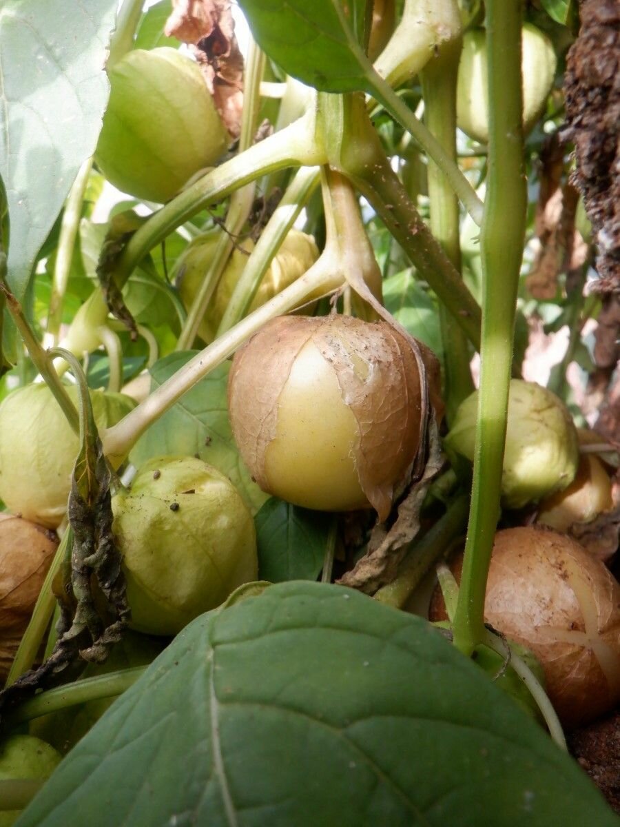 Семена Физалис Овощной съедобный (Physalis philadelphica), 10 штук семян