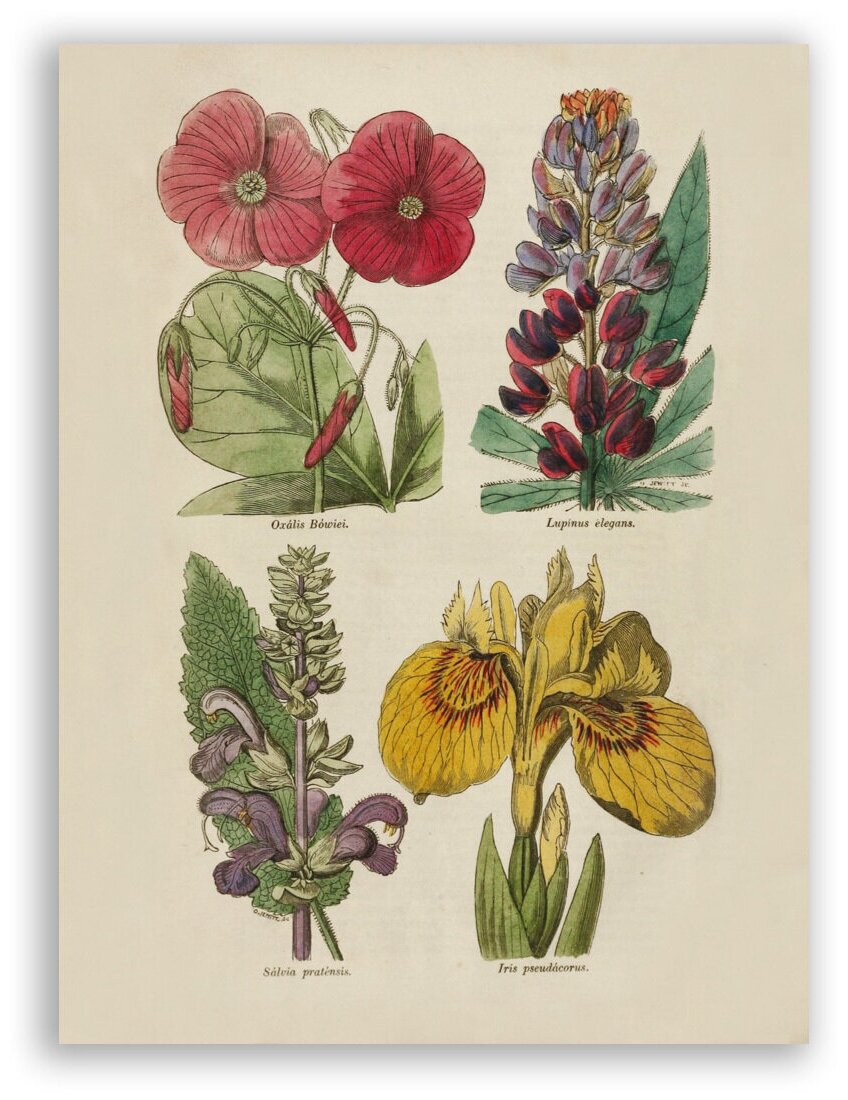 Гравюра Постер на бумаге / Oxalis Bowiei, Lupinus Elegans, Salvia Pratensis, Iris Pseudacrus