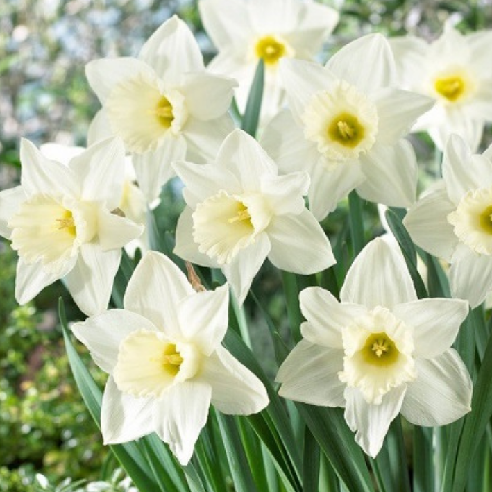 Луковицы Нарцисса MOUNT HOOD ( 3 шт )