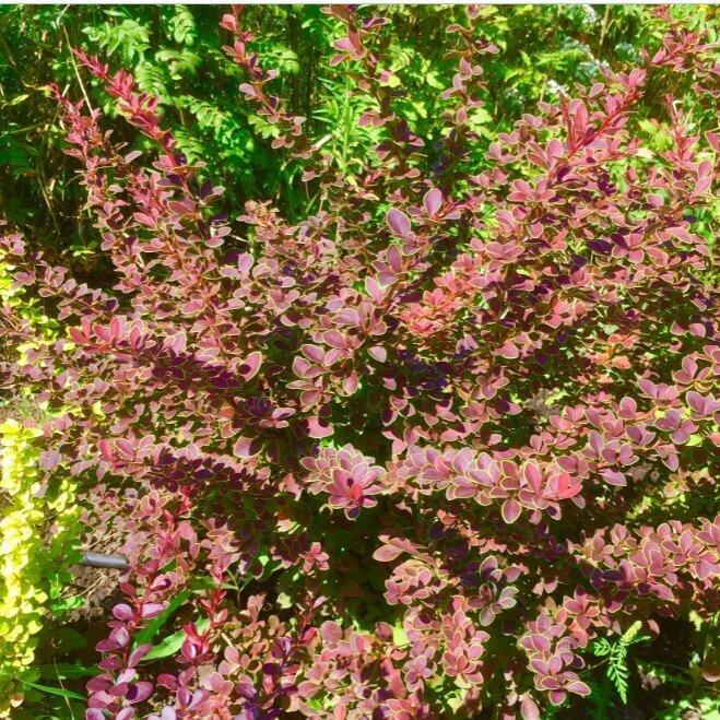 Барбарис Тунберга Голден Ринг (1 саженец в горшке Р9), Нидерланды