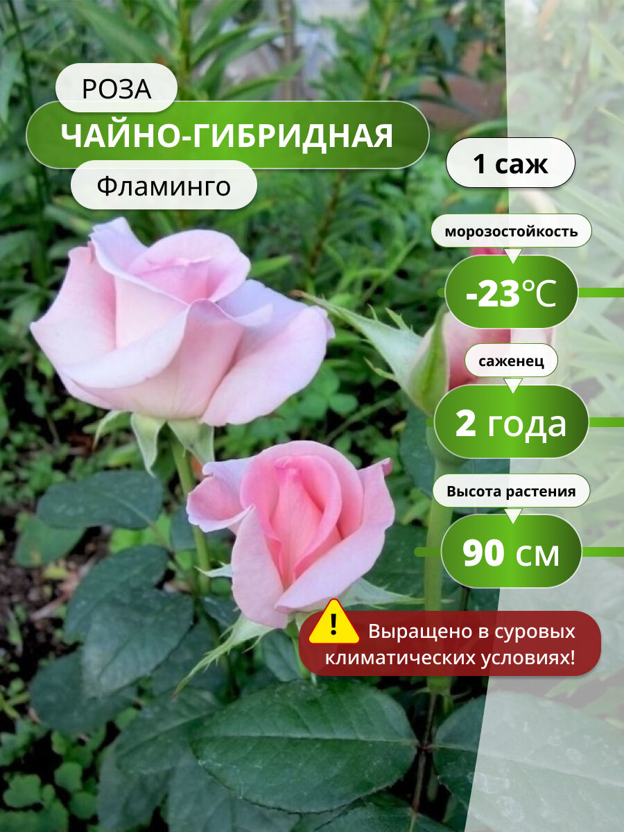 Роза чайно-гибридная Фламинго (Flamingo) / 1 шт, розы, высота до 110 см