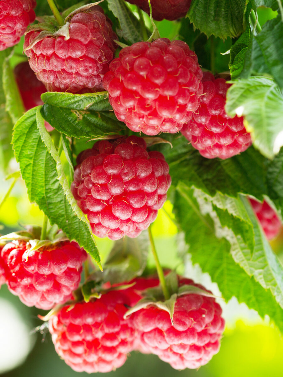 Малина крупноплодная Столичная 2 шт / высокоурожайный, морозостойкий сорт