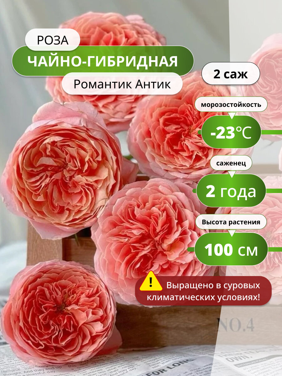 Роза "Романтик Антик", чайно-гибридная, лососевая, многолетняя, 2