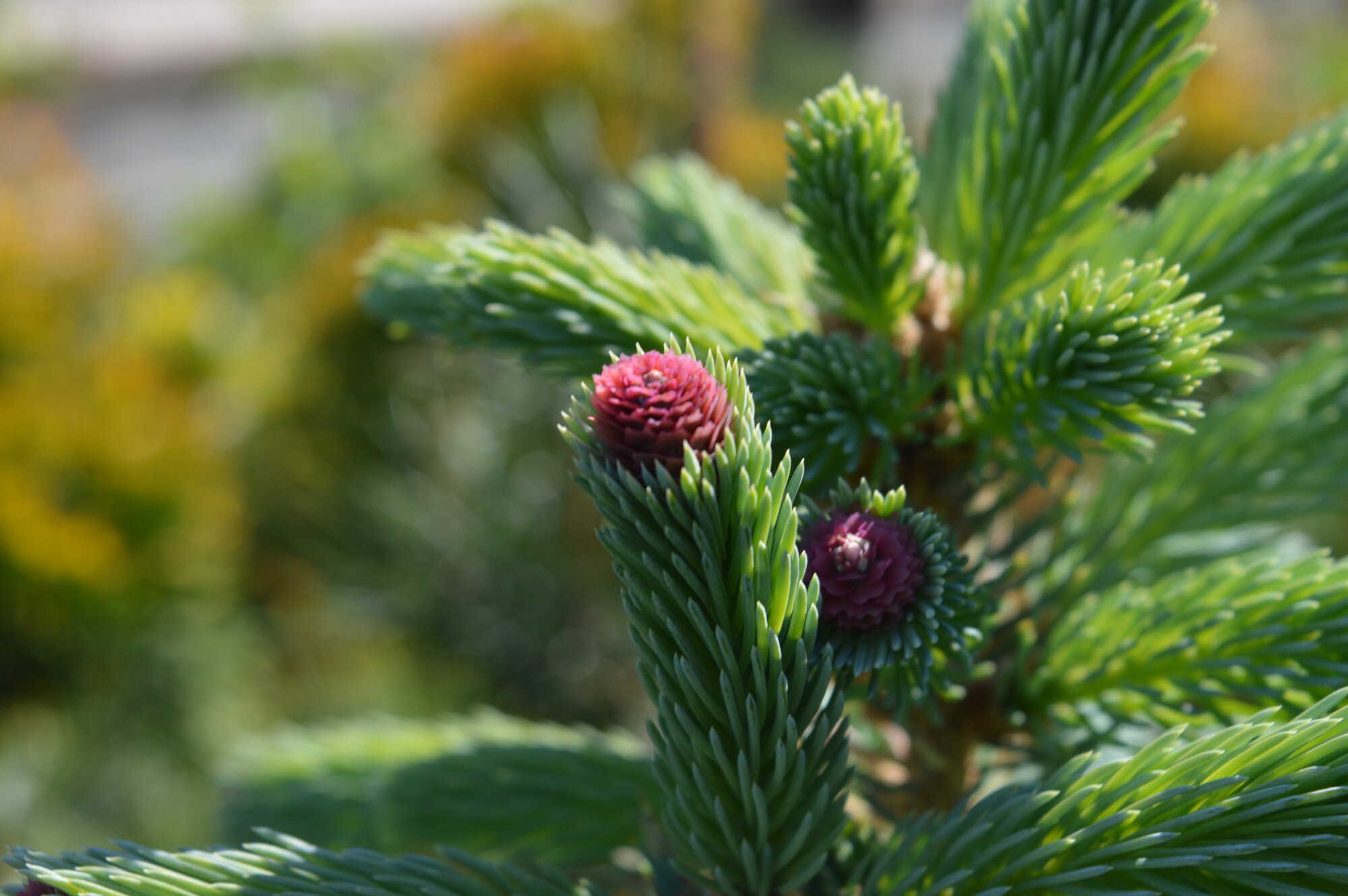 Ель колючая Руби Тиардропс, с2