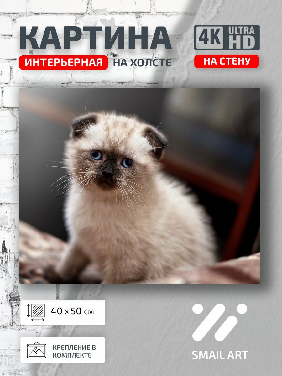 Картина на холсте интерьерная 40 на 50 на стену Кошка Animal для детской animal style декор
