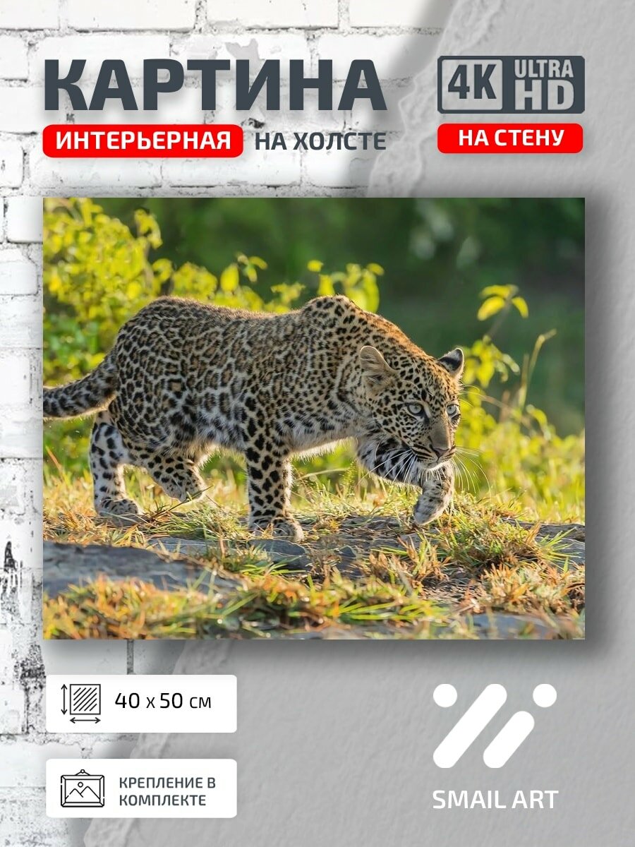 Картина на холсте интерьерная 40 на 50 на стену Молодой леопард для гостиной атмосфера