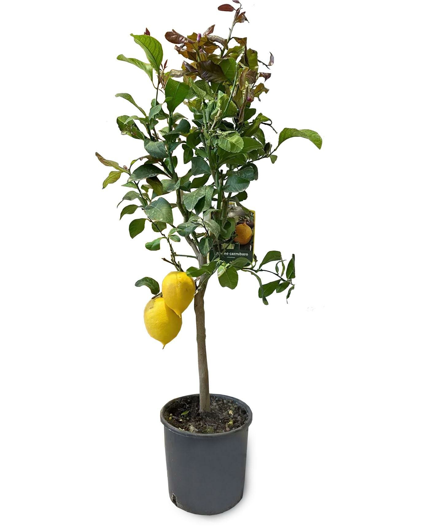 Лимон Фемминелло Каррубаро - Citrus limon Femminello Сarrubaro D24 H90