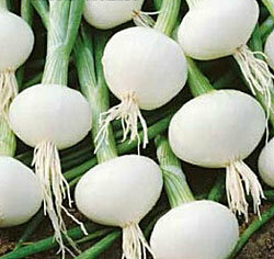 Семена лука Рыночный (репчатый на перо) 1 гр.