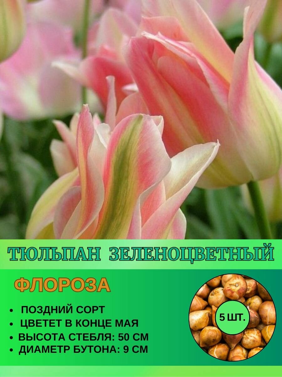 Тюльпан луковицы 5 штук