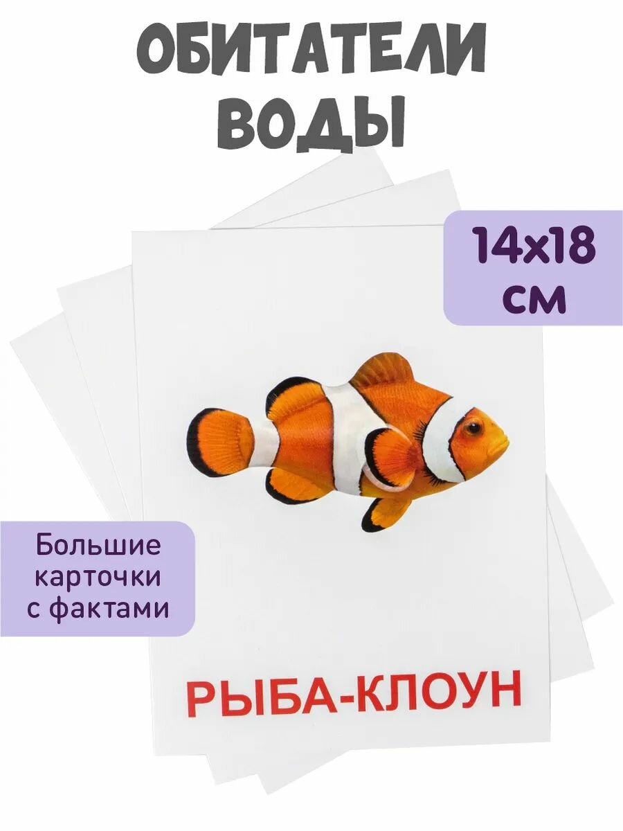 Обучающие карточки Домана "Обитатели воды" Всезнайка KoroBoom, 20 больших плотных развивающих для самых маленьких с фактами и реалистичными картинками для малышей, животные морей (морские) и океана