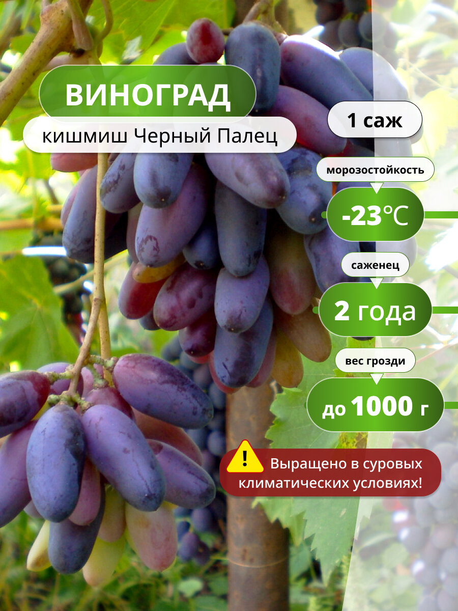 Виноград кишмиш Черный Палец, 1 , раннеспелый сорт, фиолетовый