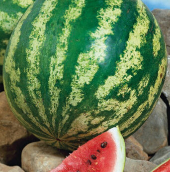 Семена Арбуза Гигант Сахарный (1 гр.)