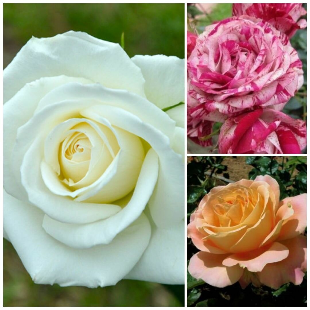 Комплект чайно-гибридных роз Джорджоне 3 шт