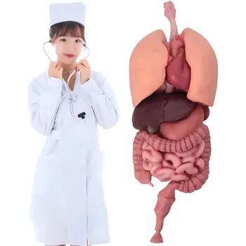 Анатомическая модель