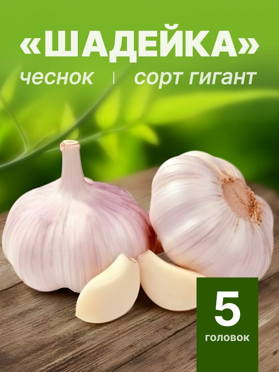 Гигантский чеснок на посадку "Шадейка" 5 головок