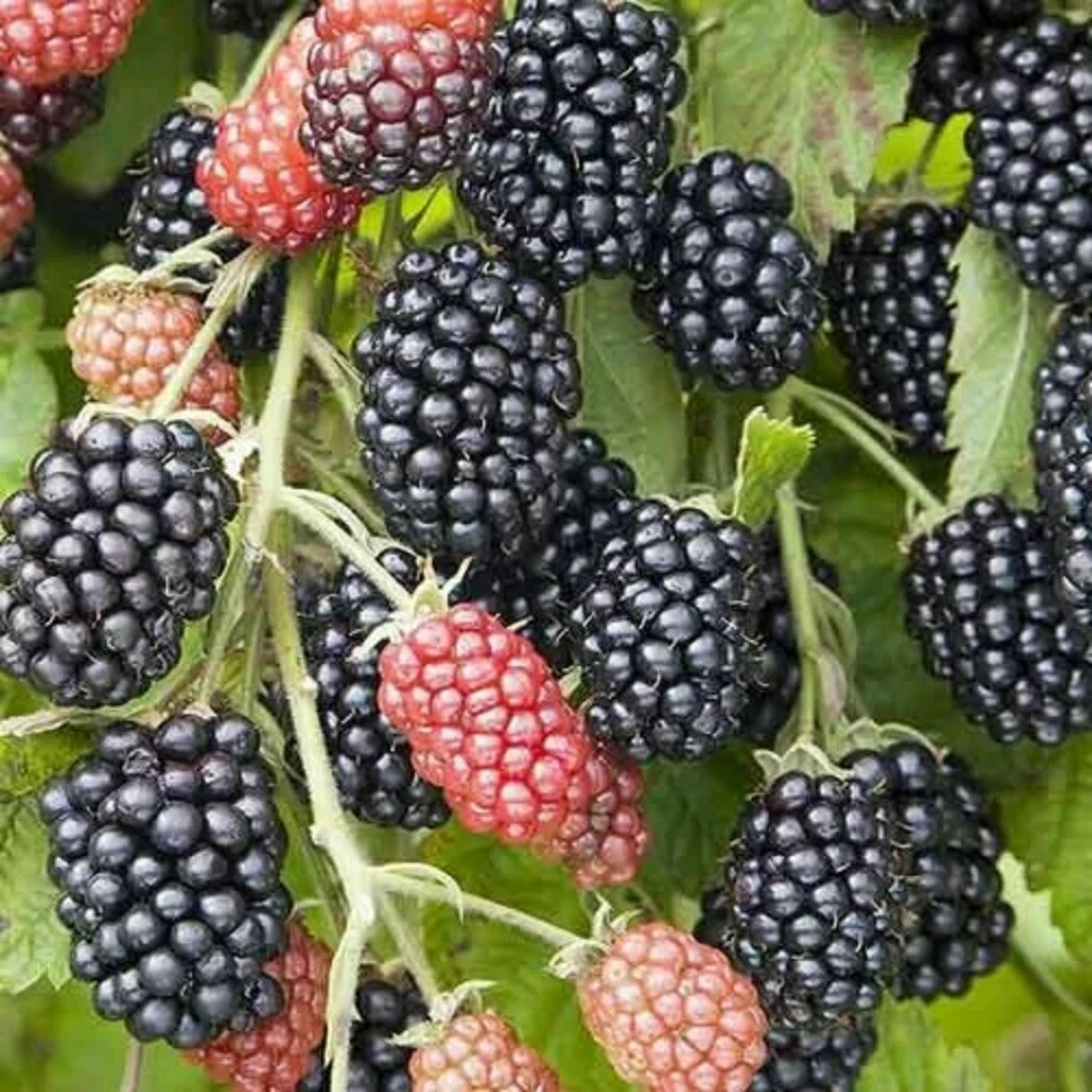 Ежевика "Небеса могут подождать" // 1 шт, морозостойкий сорт