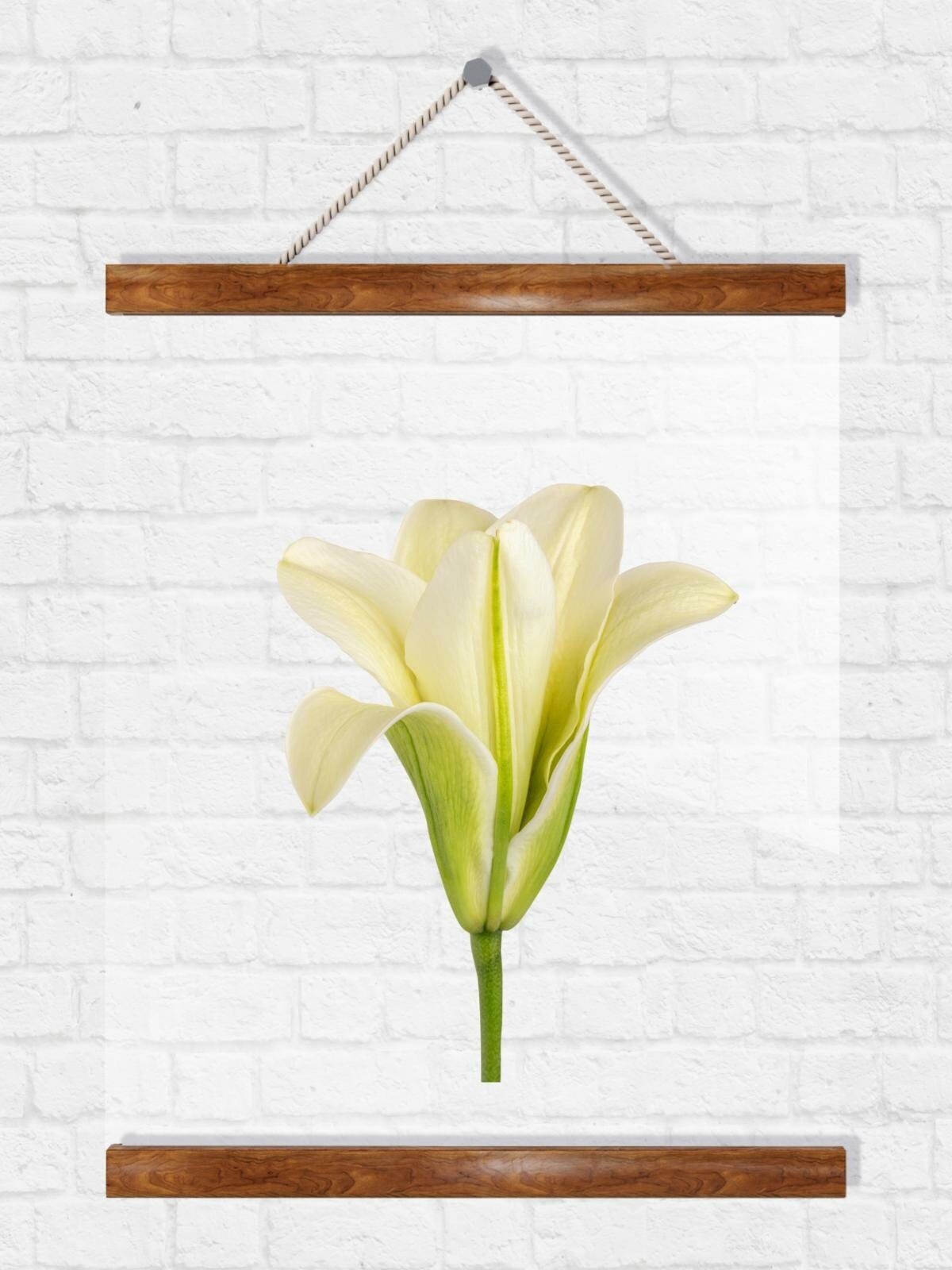 Постер / Плакат / Картина Прозрачный постер - Цветок белой лилии 60x90