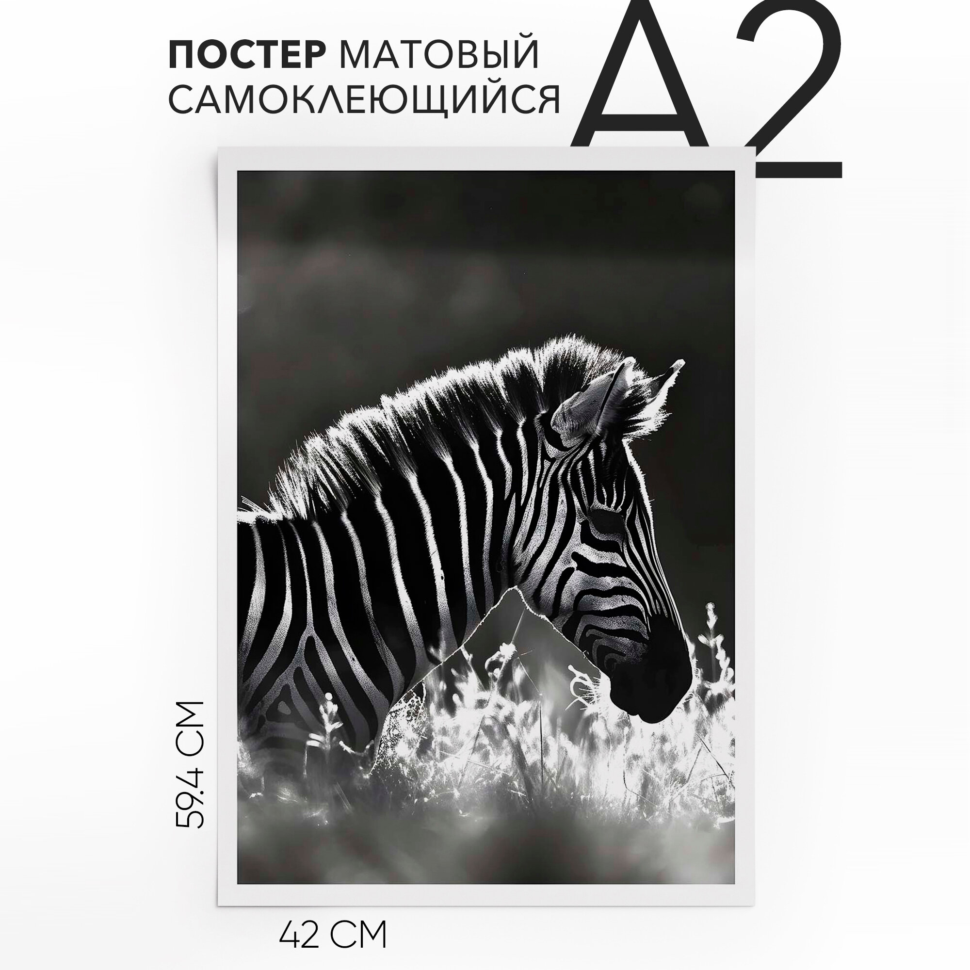 Картины постеры на стену, на кухню, большой A2 Зебра, влагостойкий, для декора