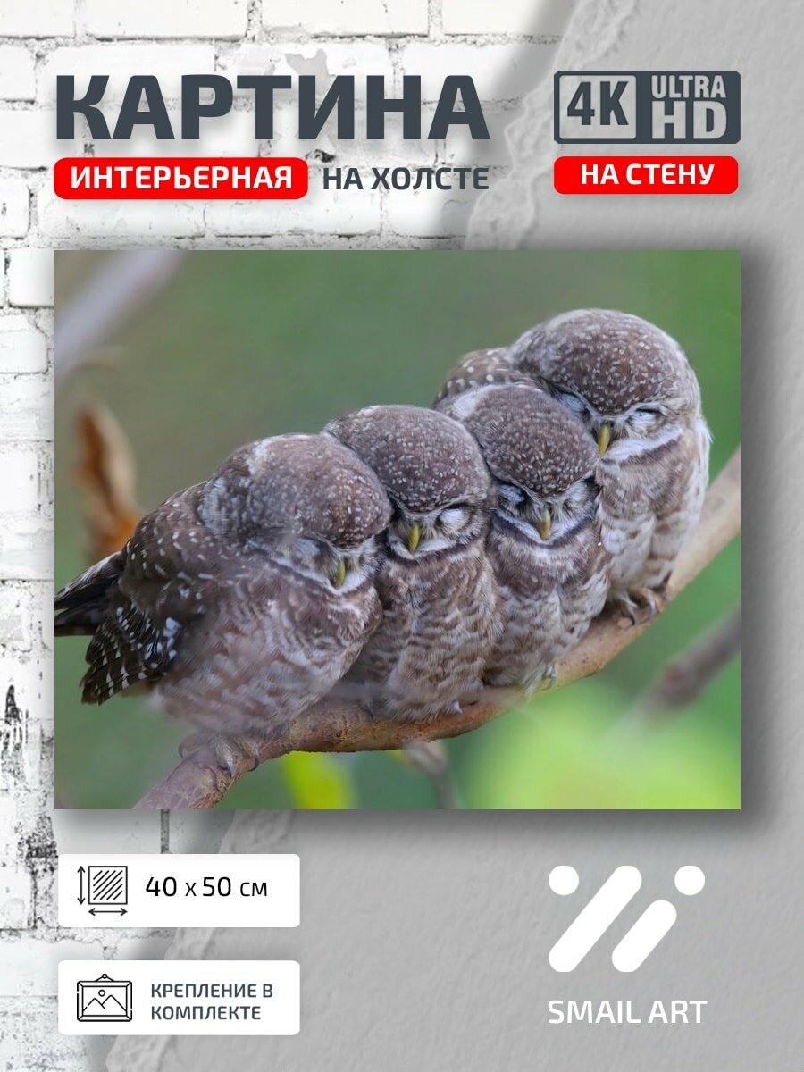 Картина на холсте интерьерная 40 на 50 на стену совы ветке для спальни атмосфера
