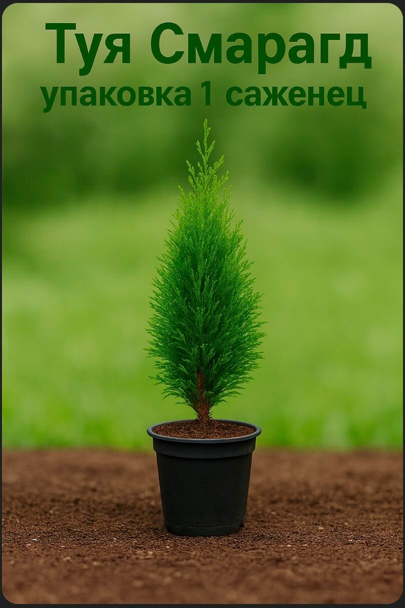 Туя западная "Смарагд", многолетняя, морозостойкая, 25 см, зеленая, саженец