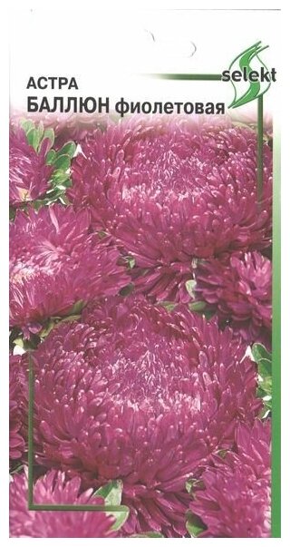 Астра Баллюн, фиолетовый, 40 семян