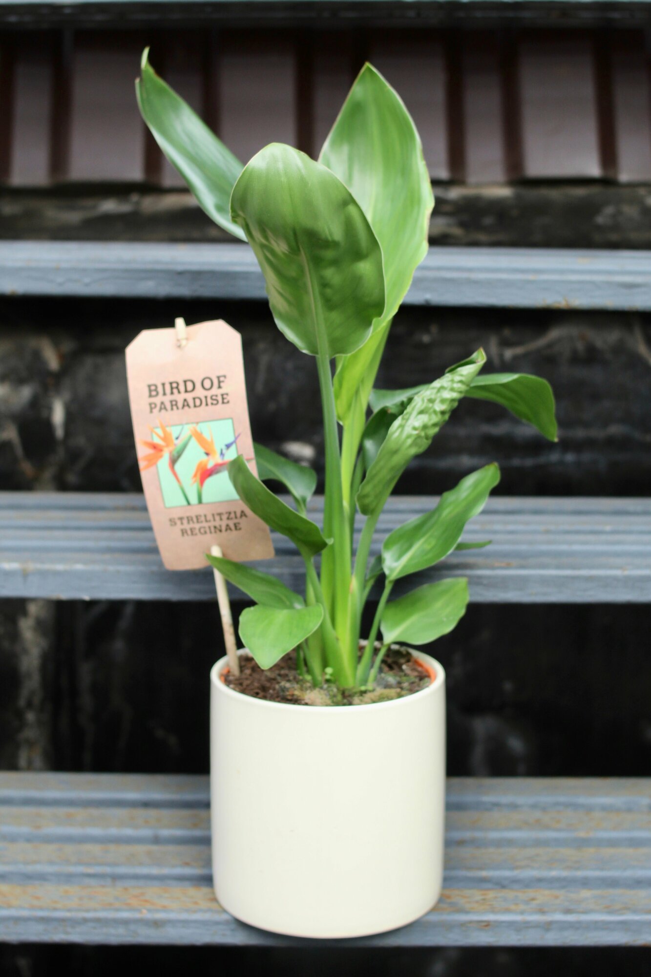 Стрелиция Николая в керамике (D-14 H-50)