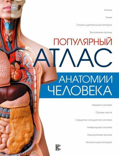 Популярный атлас анатомии человека [Цифровая книга]