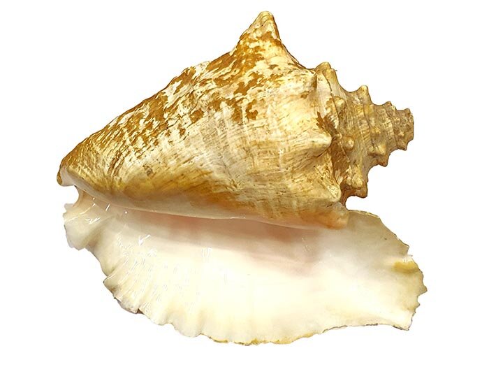 Раковина большая, духовая, 20-24см