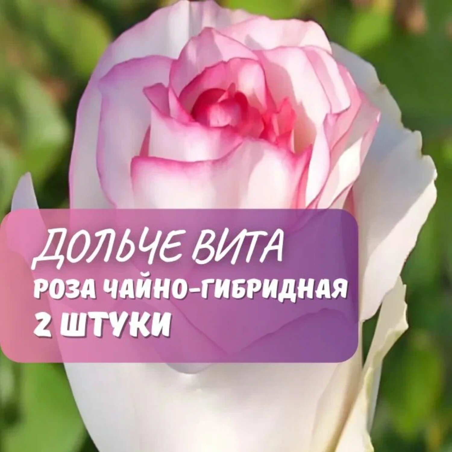 Роза чайно-гибридная "Дольче Вита" , бело-розовая, многолетняя, 2 саженца
