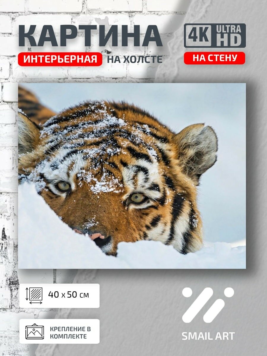 Картина на холсте интерьерная 40 на 50 на стену Амурский тигр для студии атмосфера