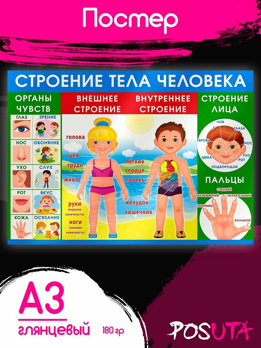 Постеры Строение тела человека Постеры для детей