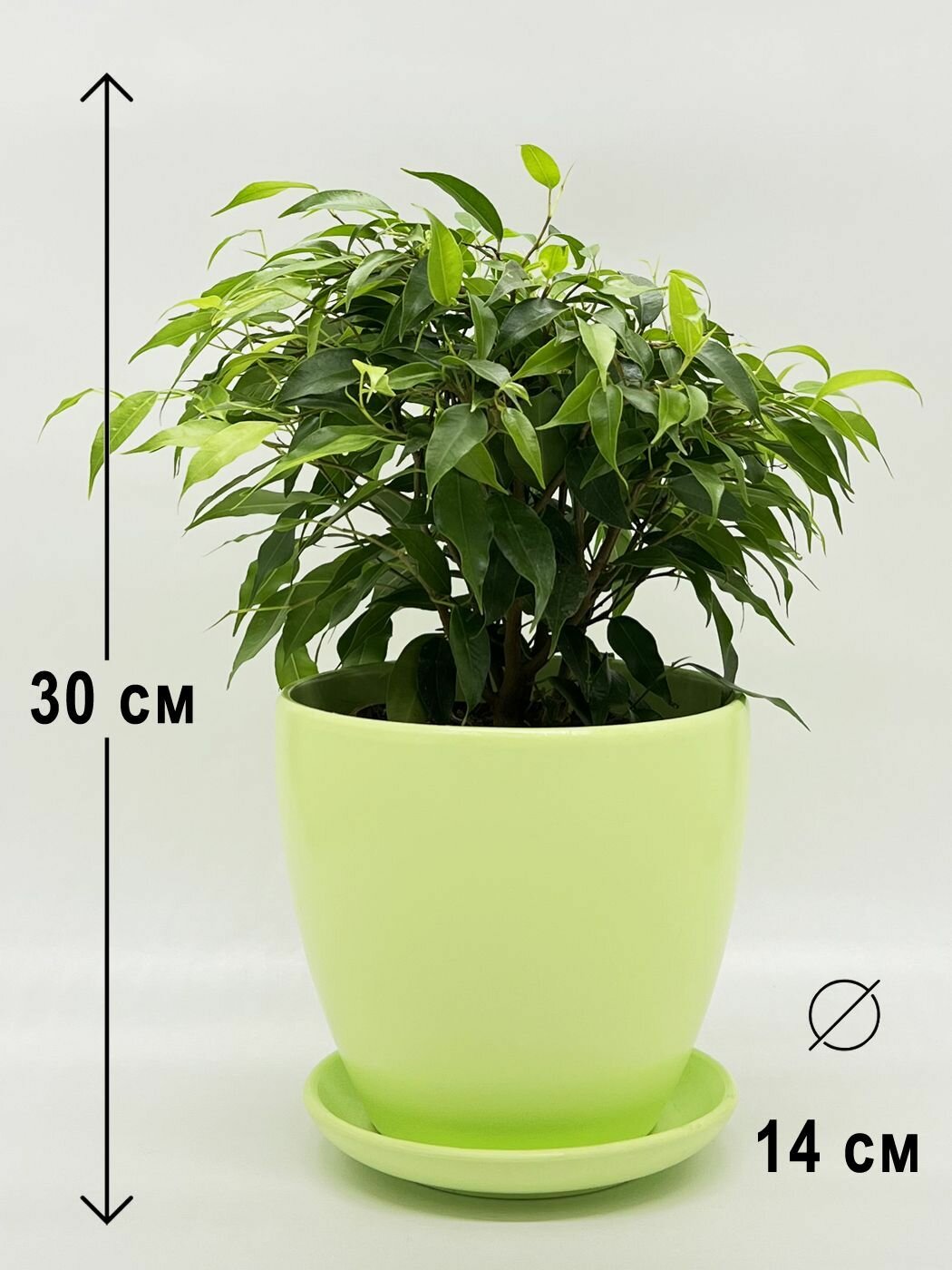 Фикус Бенджамина Наташа в керамическом салатовом горшке с поддоном, высота 25-35см