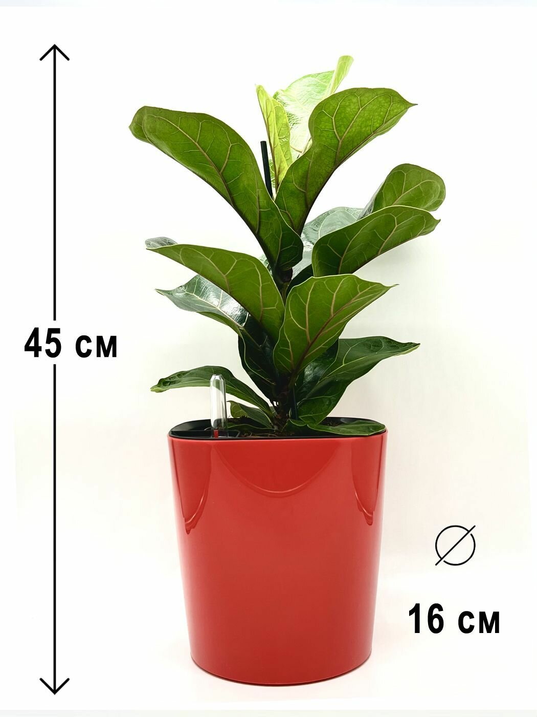 Фикус Лирата в красном пластиковом кашпо с автополивом, высота композиции 40-50см
