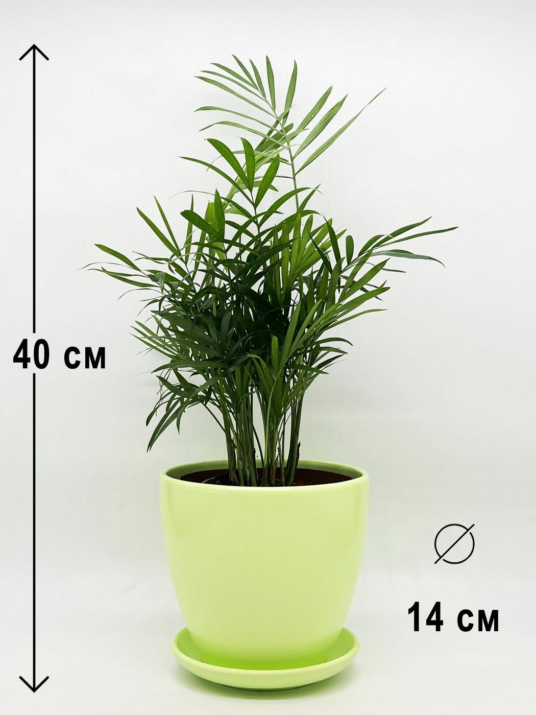 Хамедорея Элеганс в керамическом салатовом горшке с поддоном, высота композиции 35-40см