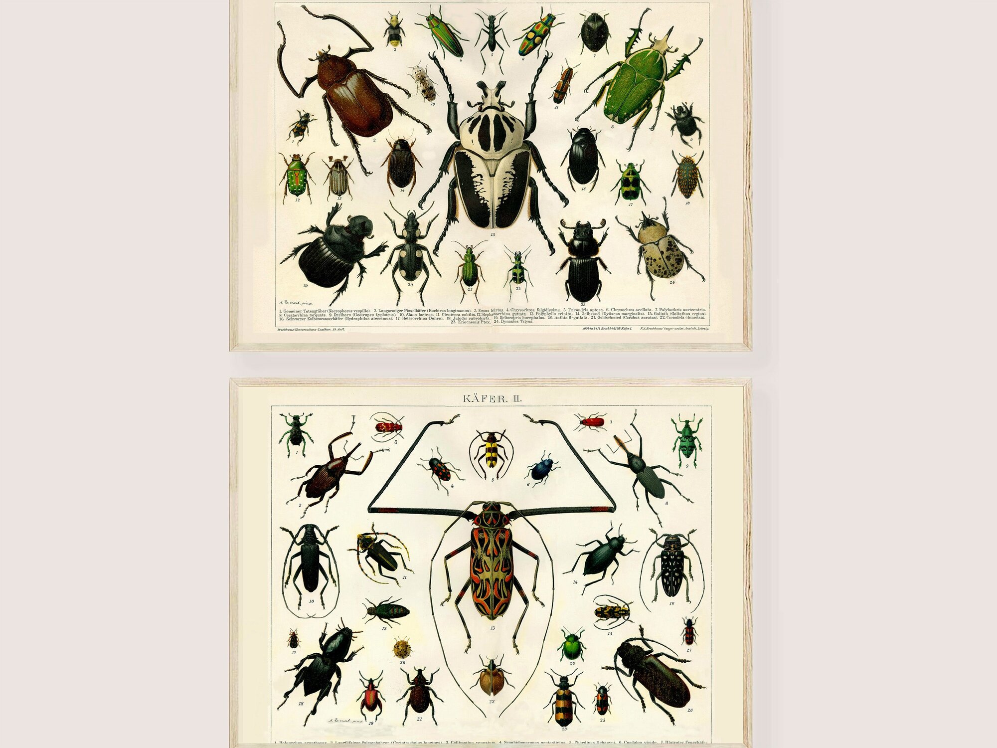 Набор интерьерных постеров "Жуки "размер А2 без рамы. Винтажная серия "Биологическая Энциклопедия" - для интерьера и в подарок энтомологу