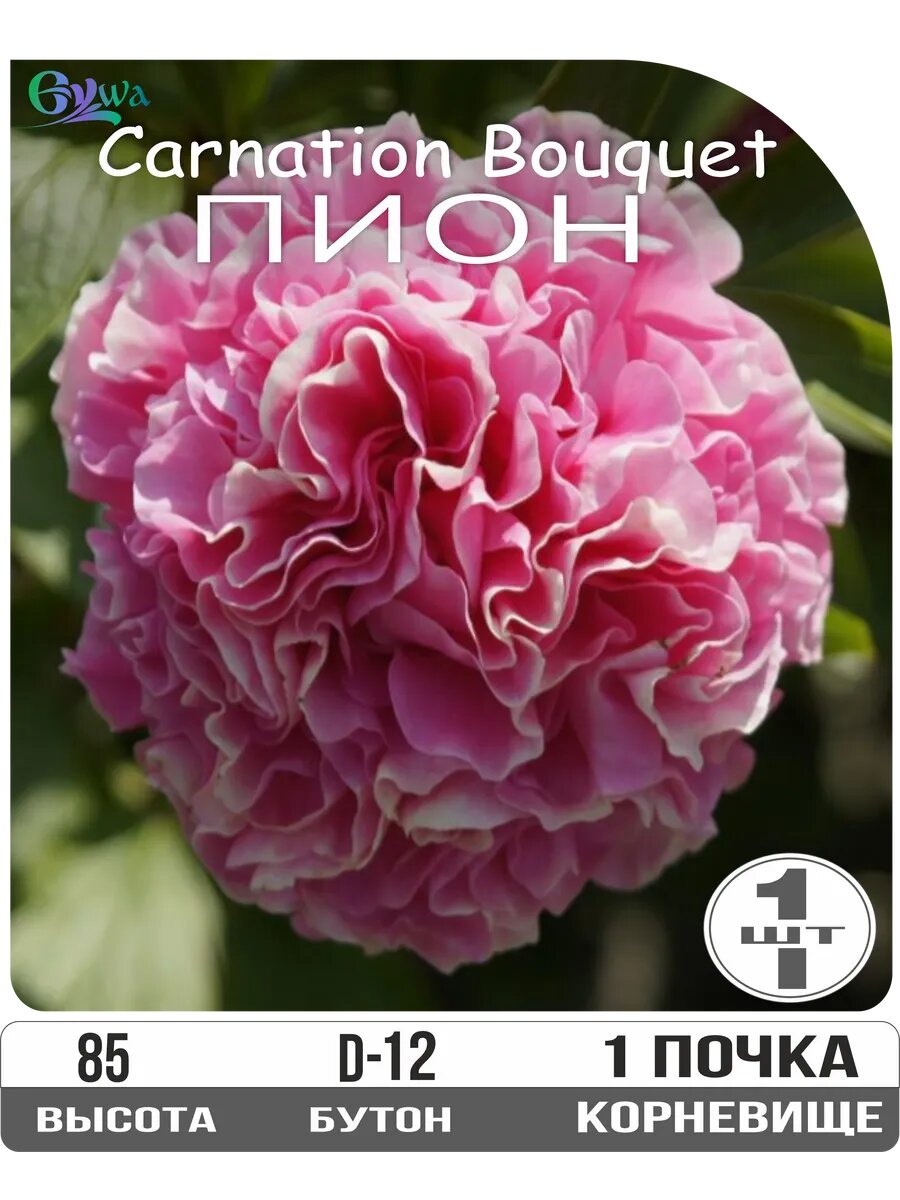 Пион Корневище, Карнейшн Букет, 1почка, серия коллекционер, розово-коралловый, высота 85 см.