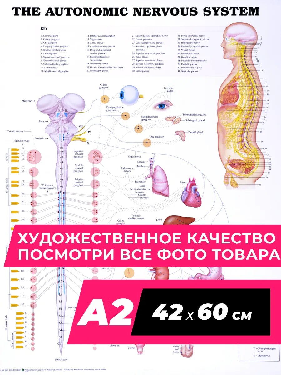 Постер Анатомия человека человека Нервная система A2, матовая фотобумага премиум качества