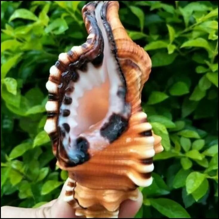 Чёрнопятнистый тритон 1шт/Ракушка морская, натуральная/ Циматиум лоториум