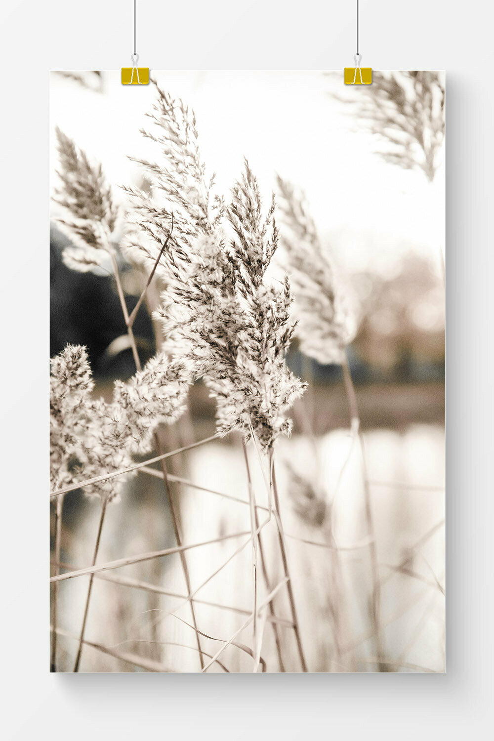 Постер для интерьера Postermarkt Высокие колосья, 70х100 см