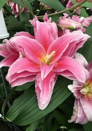 Лилия Roselily Хуана 5 шт луковицы, клубни, корни цветов