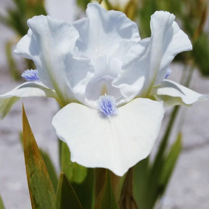 Ирис бородатый Звезда африки луковицы, клубни, корни цветов