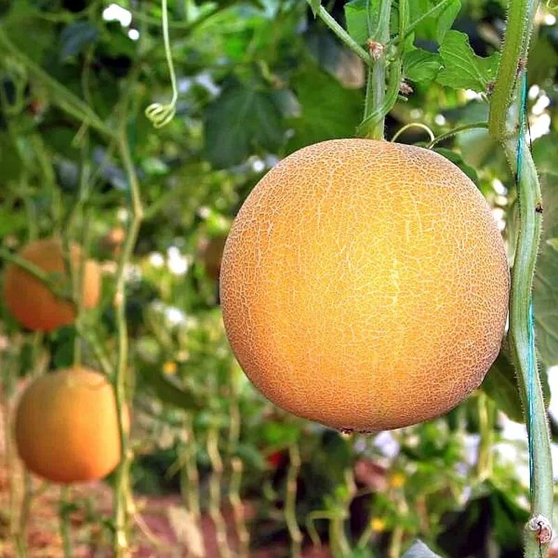 Коллекционные семена дыни F1 Злато Скифов