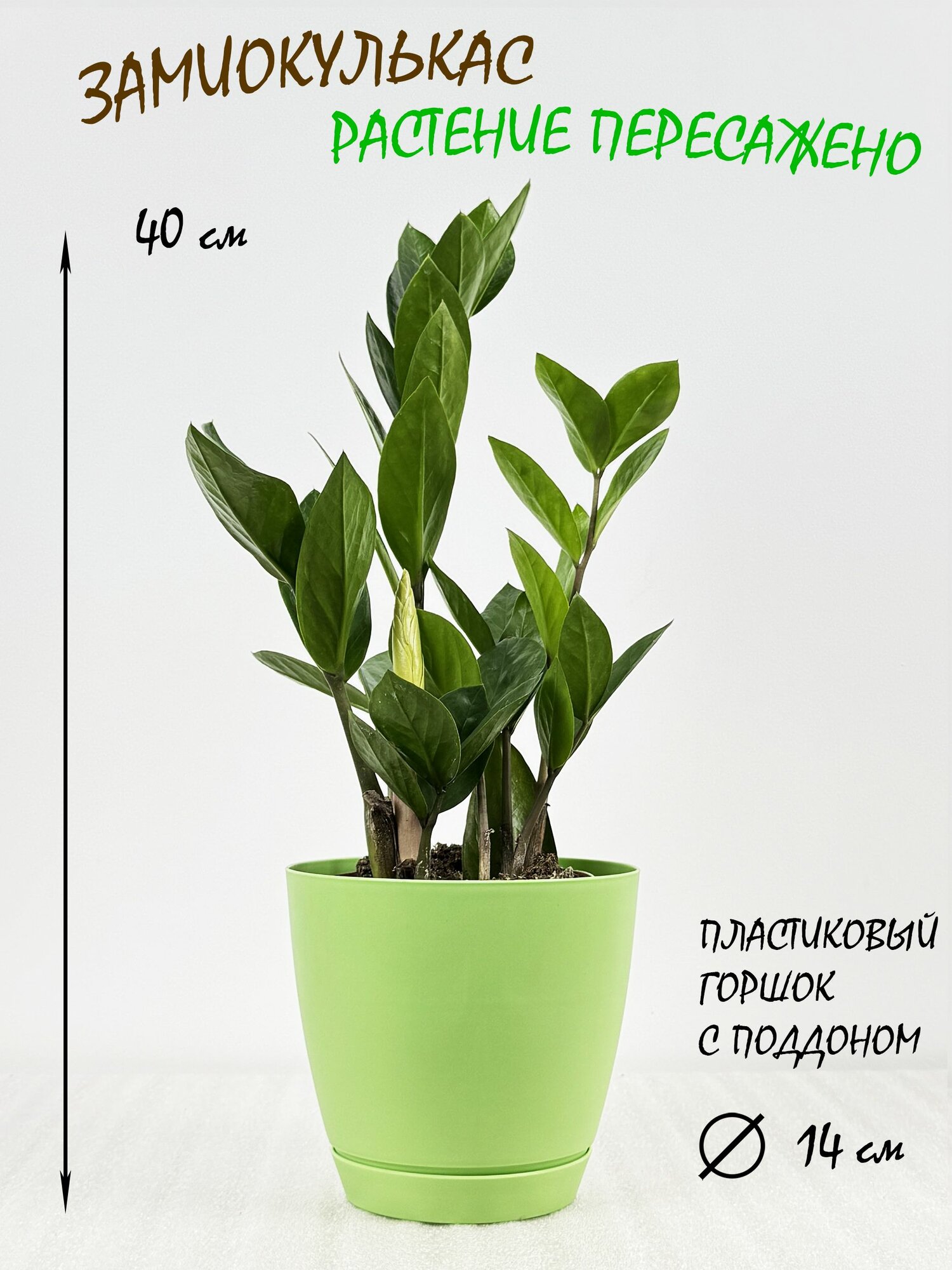 Замиокулькас в салатовом пластиковом горшке с поддоном, высота 40-45см
