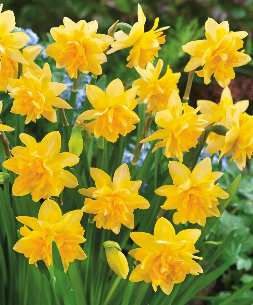 Нарцисс махровый Тет Букль 5шт