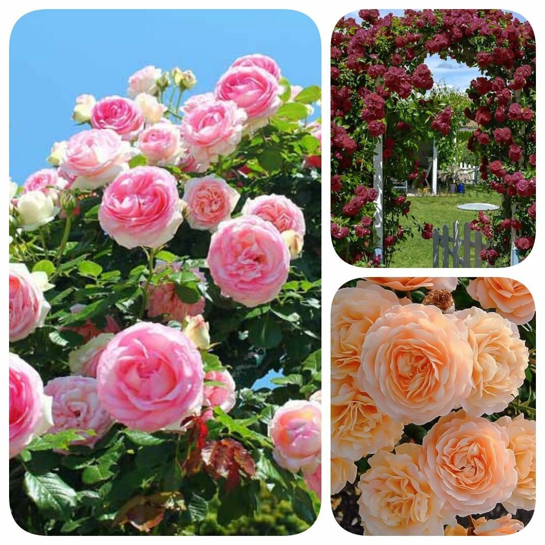 Комплект плетистых роз Принцесса 3 шт